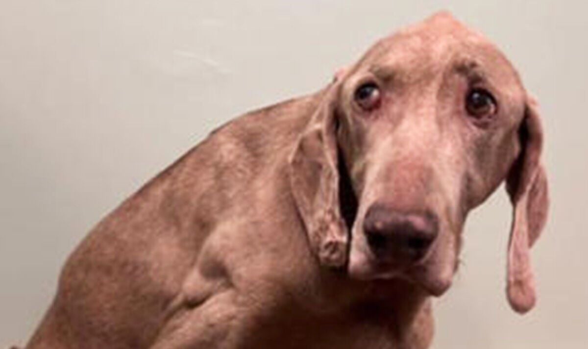 ‘Loyal’ 20-year-old Dog Left Heartbroken After Surrendered to Shelter