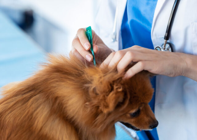 Roundworms in Dogs: Symptoms, Prevention, and Treatment
