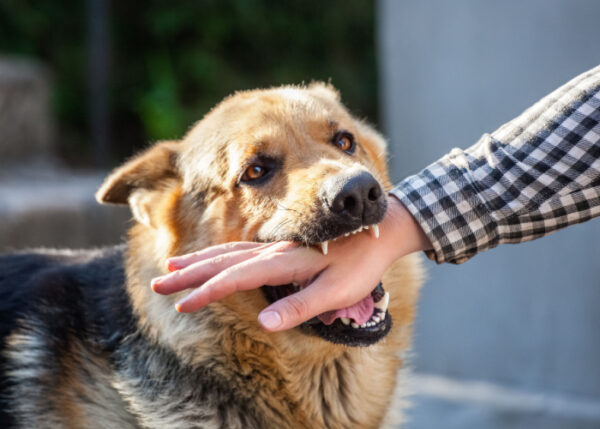 Dog Bites More Common on Hot and Polluted Days, New Study Suggests ...