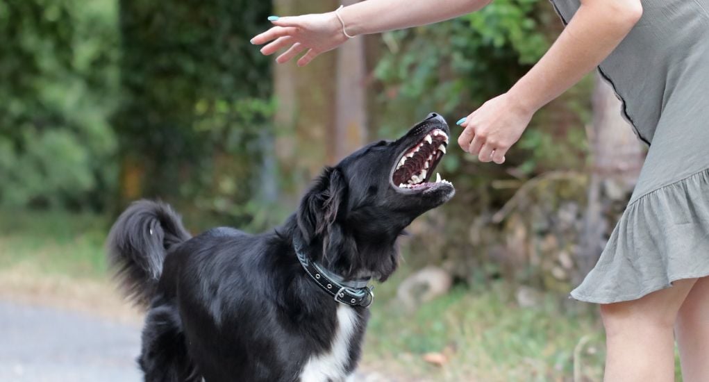 Dog Bites More Common on Hot and Polluted Days, New Study Suggests ...