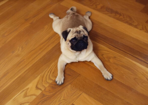 Why Do Dogs Scratch the Floor: Reasons And How To Stop It
