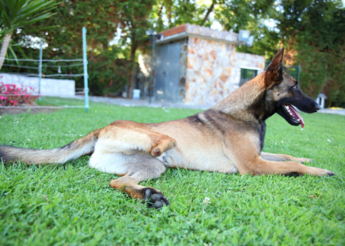 Foot or Toe Cancer in Dogs: Symptoms, Diagnosis & Treatment