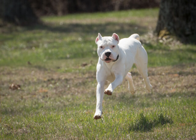 Dogo Argentino Dog Breed Profile – Top Dog Tips