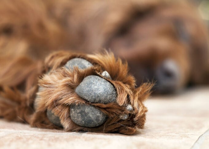 Foot or Toe Cancer in Dogs: Symptoms, Diagnosis & Treatment