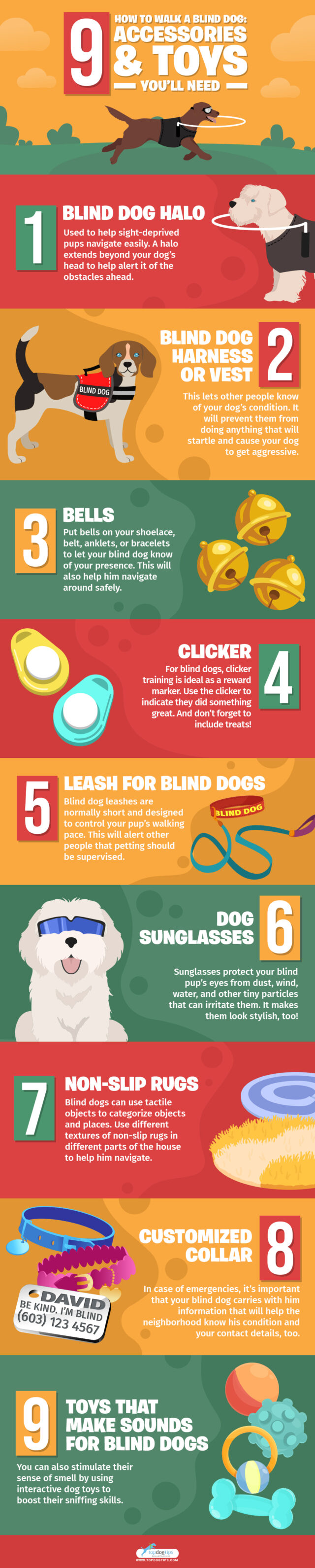 7 Important Training Cues on How to Walk a Blind Dog