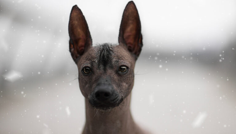 Hairless Khala Dog Breed Profile