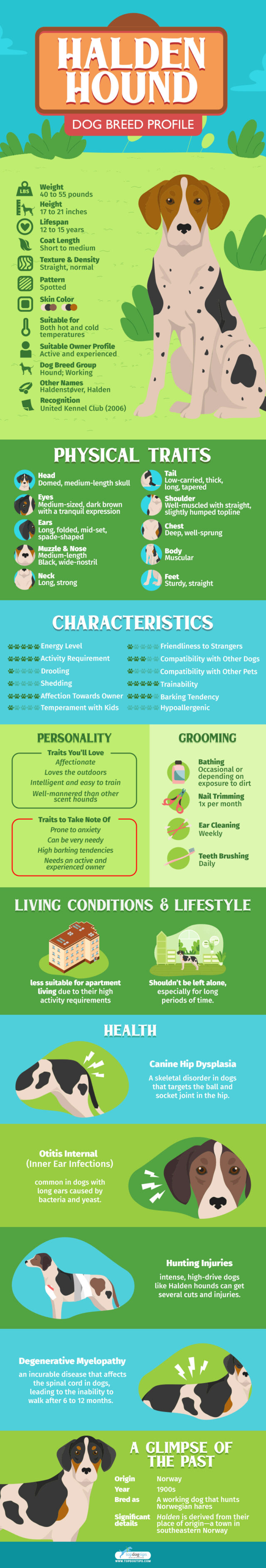 Halden Hound Dog Breed Profile – Top Dog Tips
