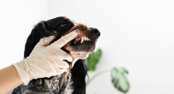 How Many Teeth Do Dogs Have? – Top Dog Tips