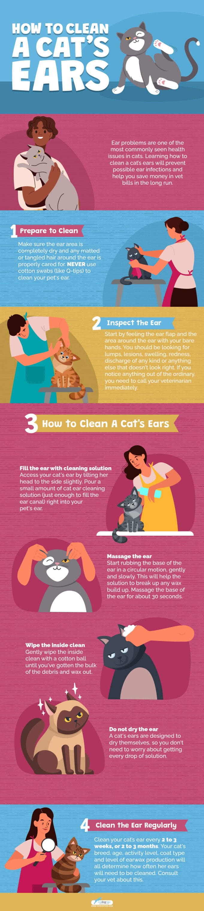 How To Clean A Cat's Ears in 4 Easy Steps – Top Dog Tips