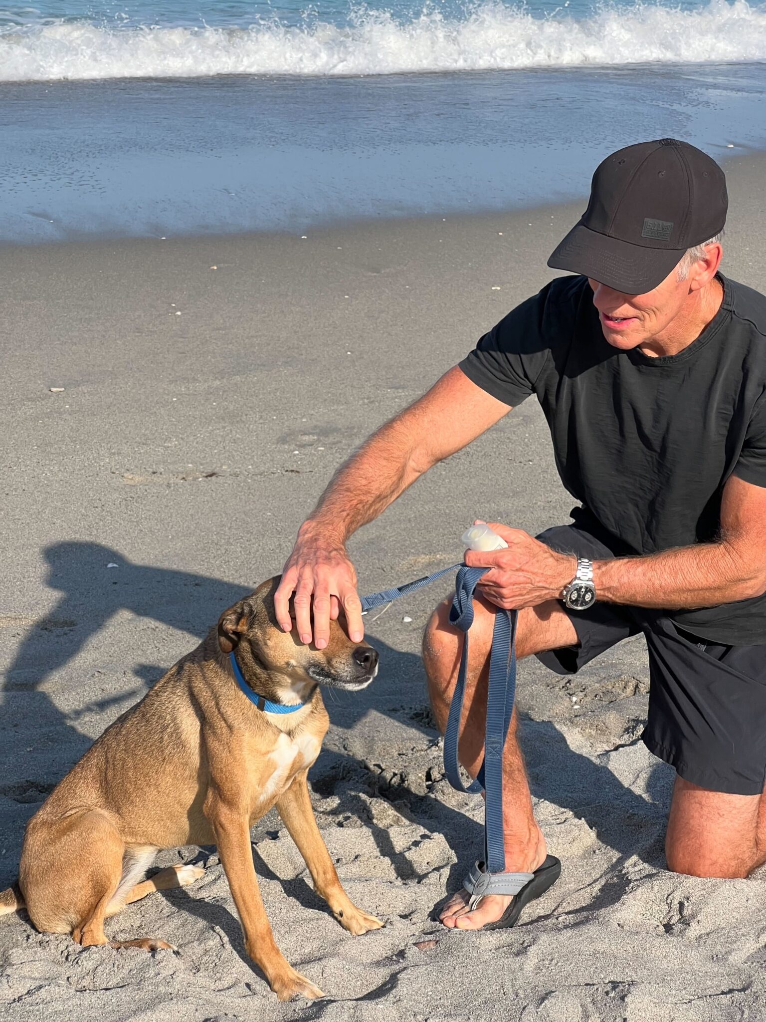 Sunburn in Dogs: How to Tell & What to Do – Top Dog Tips