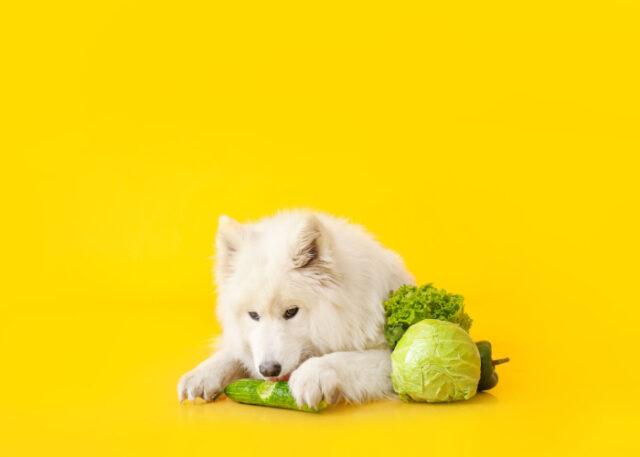 Can Dogs Eat Cabbage? Benefits and Risks of Cabbage