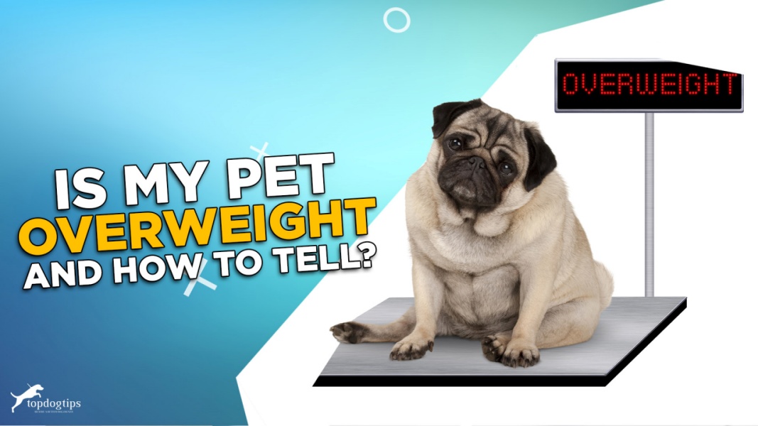 Is My Pet Overweight and How To Tell? – Top Dog Tips