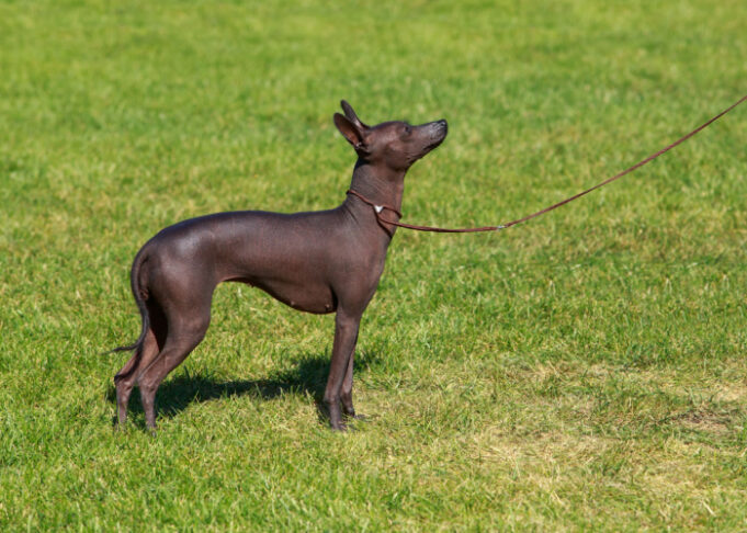 Hairless Khala Dog Breed Profile