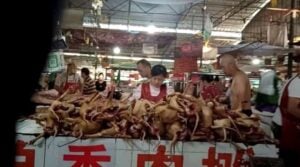 What Countries Eat Dogs and Why They Do It
