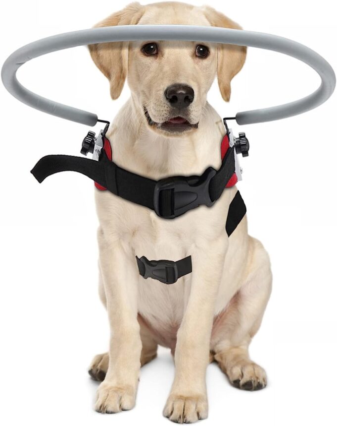 8 Essential Blind Dog Products You Must Have in 2024