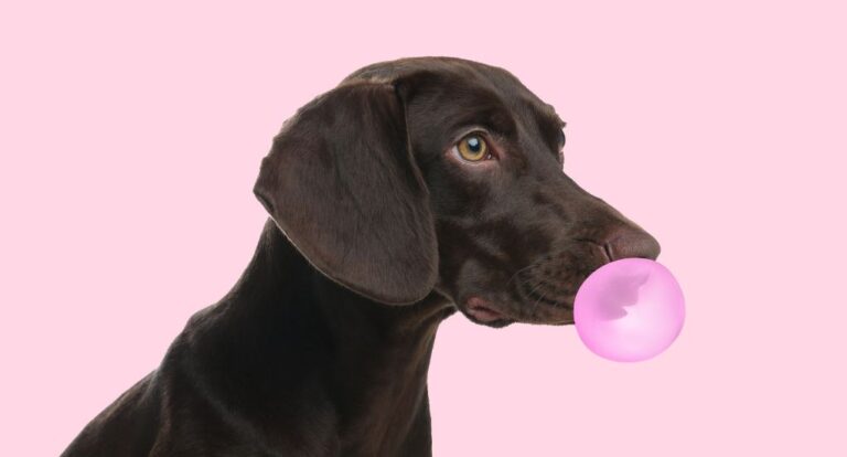 My Dog Ate Gum: What Should I Do? – Top Dog Tips