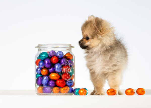 My Dog Ate Gum: What Should I Do? – Top Dog Tips