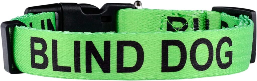 7 Important Training Cues on How to Walk a Blind Dog