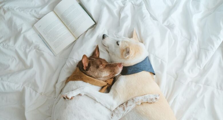 New Study Says That Dogs Benefit From Having Friends