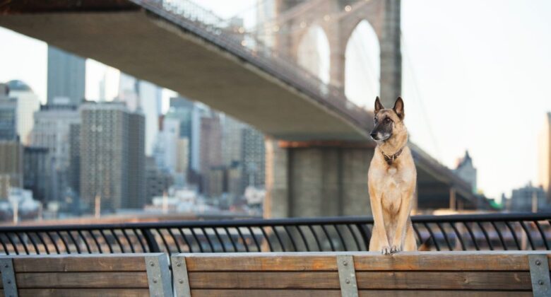 New York Pet Stores, Dog Parks, Grooming, And More