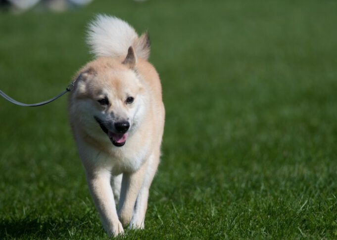 Norwegian Buhund Dog Breed Profile – Top Dog Tips
