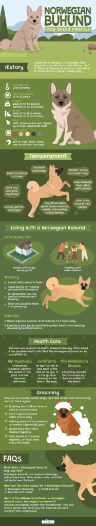 Norwegian Buhund Dog Breed Profile – Top Dog Tips