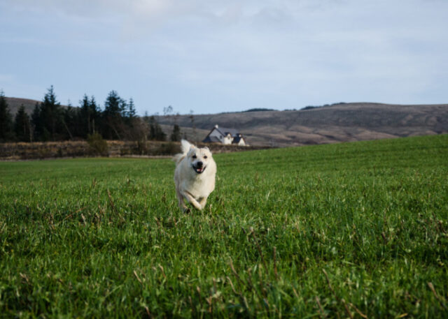 Norwegian Buhund Dog Breed Profile – Top Dog Tips