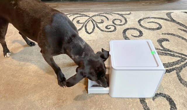 Review: PetSafe Treat and Train Remote Reward Dog Trainer