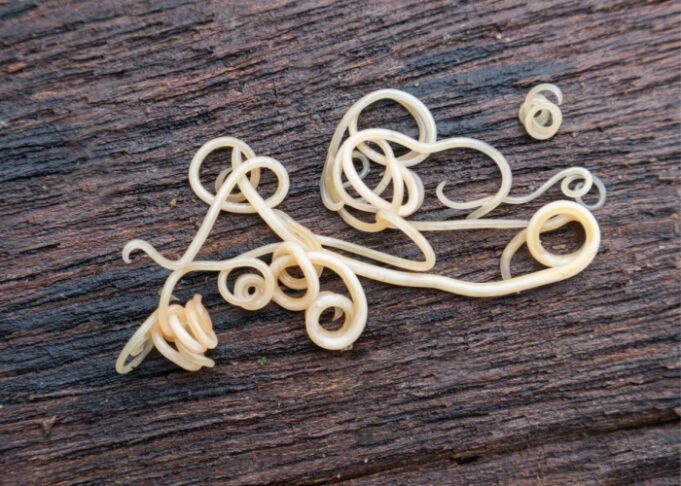 Roundworms in Dogs: Symptoms, Prevention, and Treatment