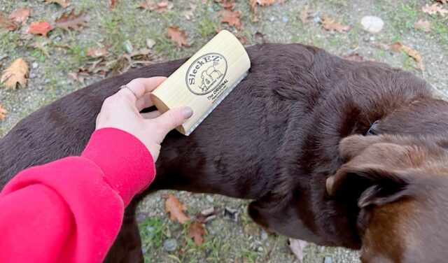 Review: SleekEZ Pet Grooming Tool – Top Dog Tips