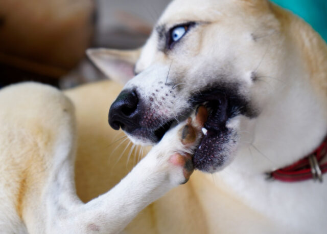 Foot or Toe Cancer in Dogs: Symptoms, Diagnosis & Treatment