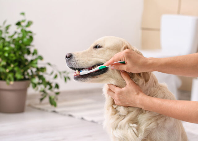 How Many Teeth Do Dogs Have? – Top Dog Tips