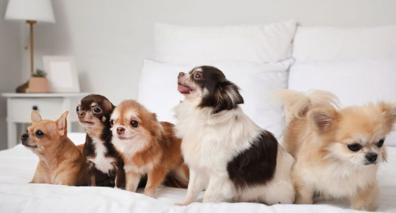 7 Types of Chihuahua: Breed Variations and Characteristics