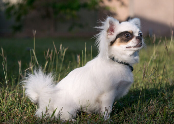 7 Types of Chihuahua: Breed Variations and Characteristics