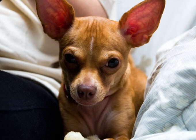 7 Types of Chihuahua: Breed Variations and Characteristics