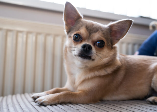 7 Types of Chihuahua: Breed Variations and Characteristics