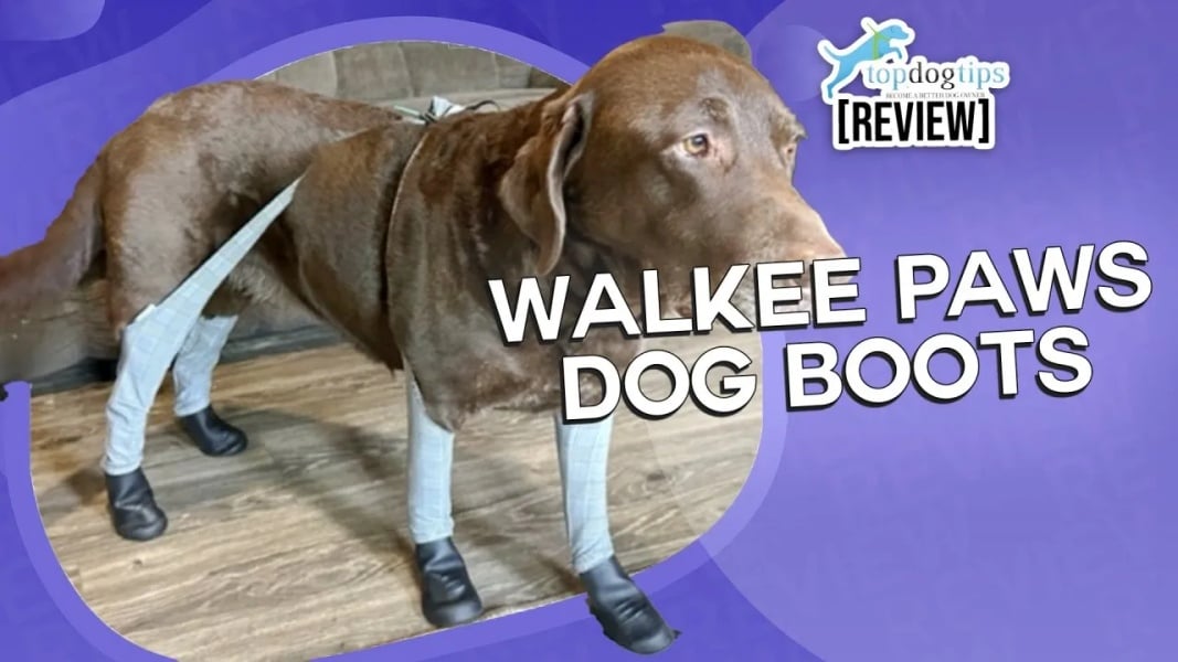 Giveaway: Walkee Paws Dog Leggings with Boots $65+ Value – Top Dog Tips