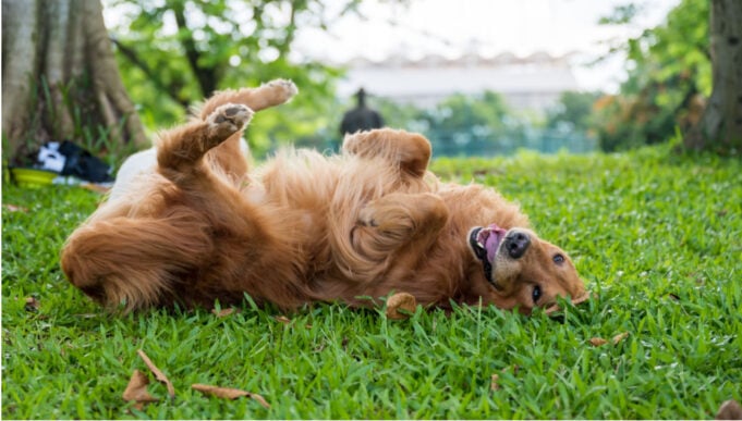 Why Do Dogs Roll in the Grass? Here's 5 Reasons Why