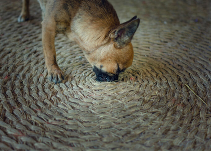 Why Do Dogs Scratch the Floor: Reasons And How To Stop It