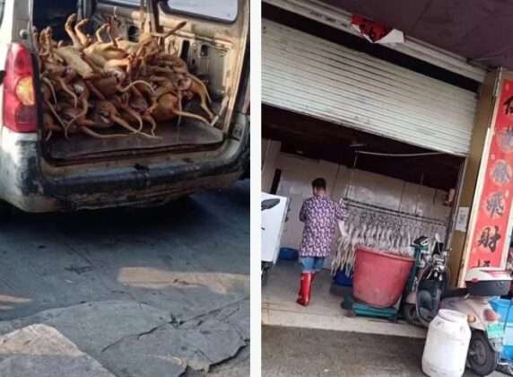 What Countries Eat Dogs and Why They Do It