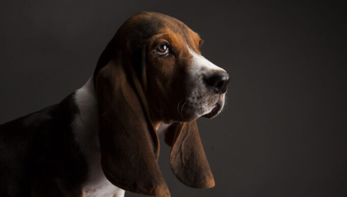 Basset Hound Price: How Much is a Basset Hound?