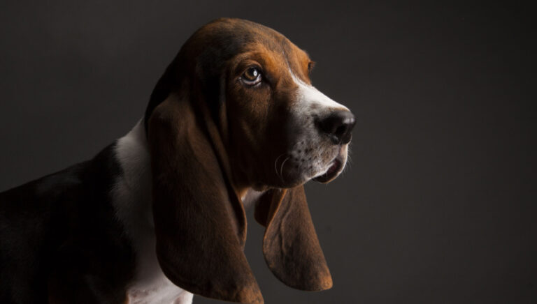 Basset Hound Price: How Much is a Basset Hound?