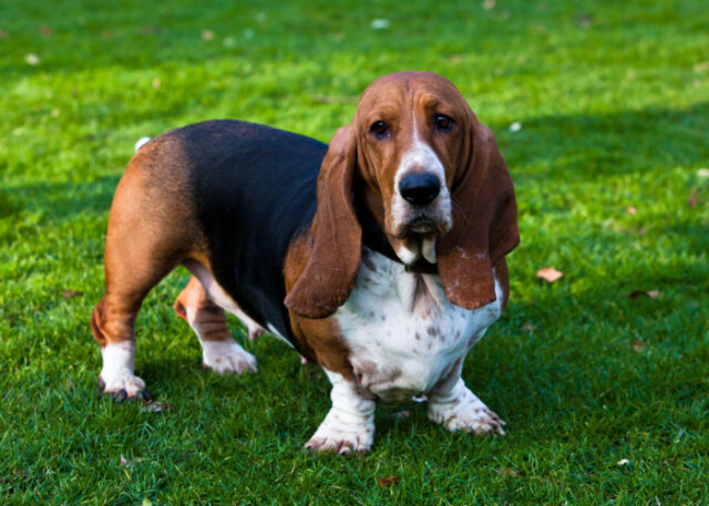 Basset Hound Price: How Much is a Basset Hound?