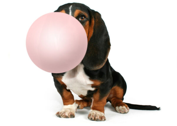 My Dog Ate Gum: What Should I Do? – Top Dog Tips