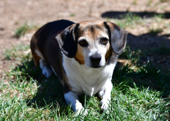 Cheagle Dog Breed Profile (Chihuahua & Beagle Mix)