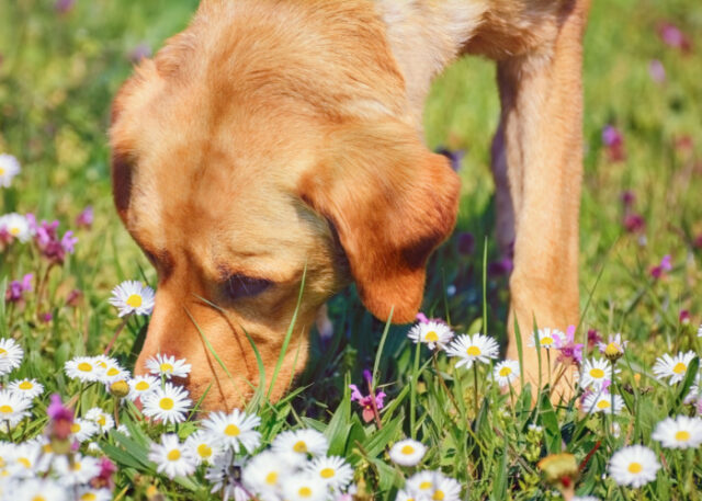 Chamomile for Dogs: 4 Astounding Benefits and Usage