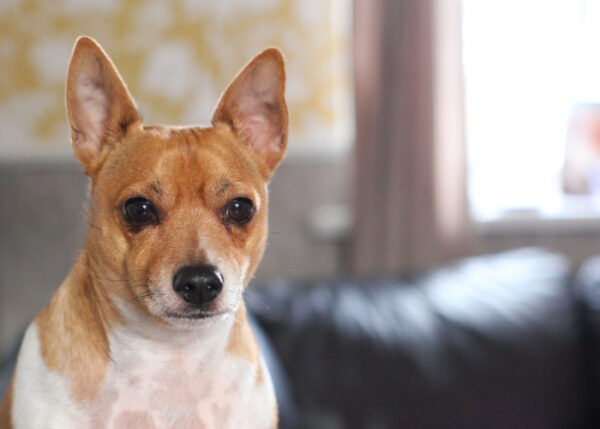 Jack Chi Dog Breed Profile (Jack Russel & Chihuahua Mix)