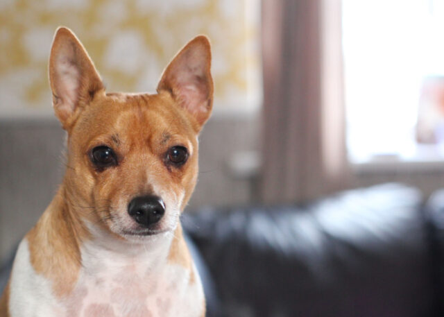 Jack Chi Dog Breed Profile (Jack Russel & Chihuahua Mix)