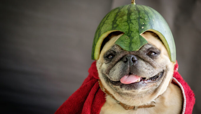 Dog Names Starting With W – Top Dog Tips