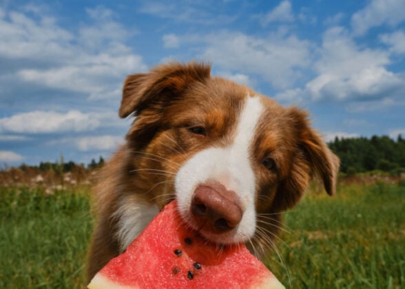 Dog Names Starting With W – Top Dog Tips